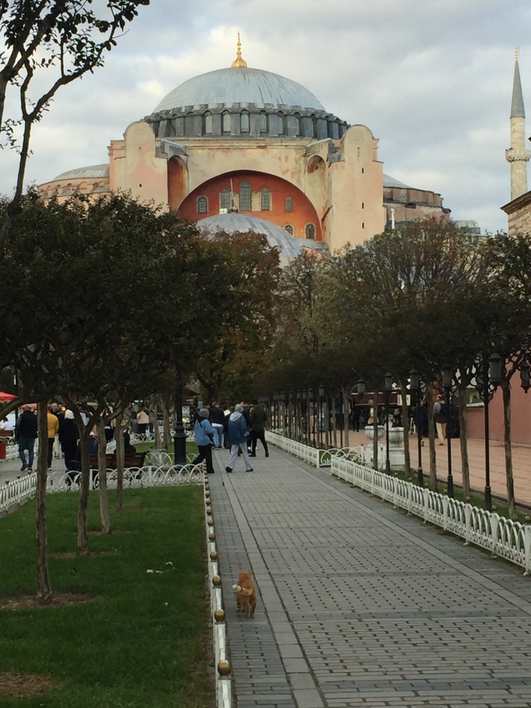 Вэлкорм: Статьи и интересные материалы о животных